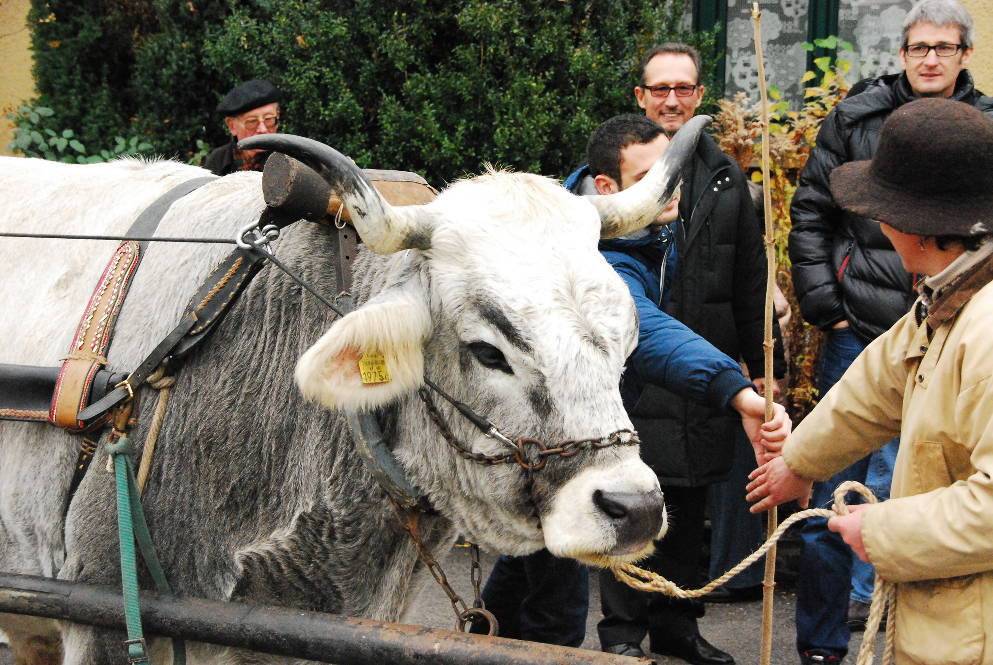 Winterzauber 2012 in Aderklaa - Gänserndorf