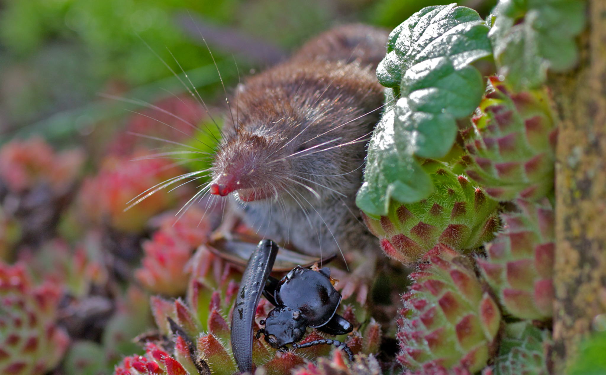 Zwergspitzmaus - Weiz