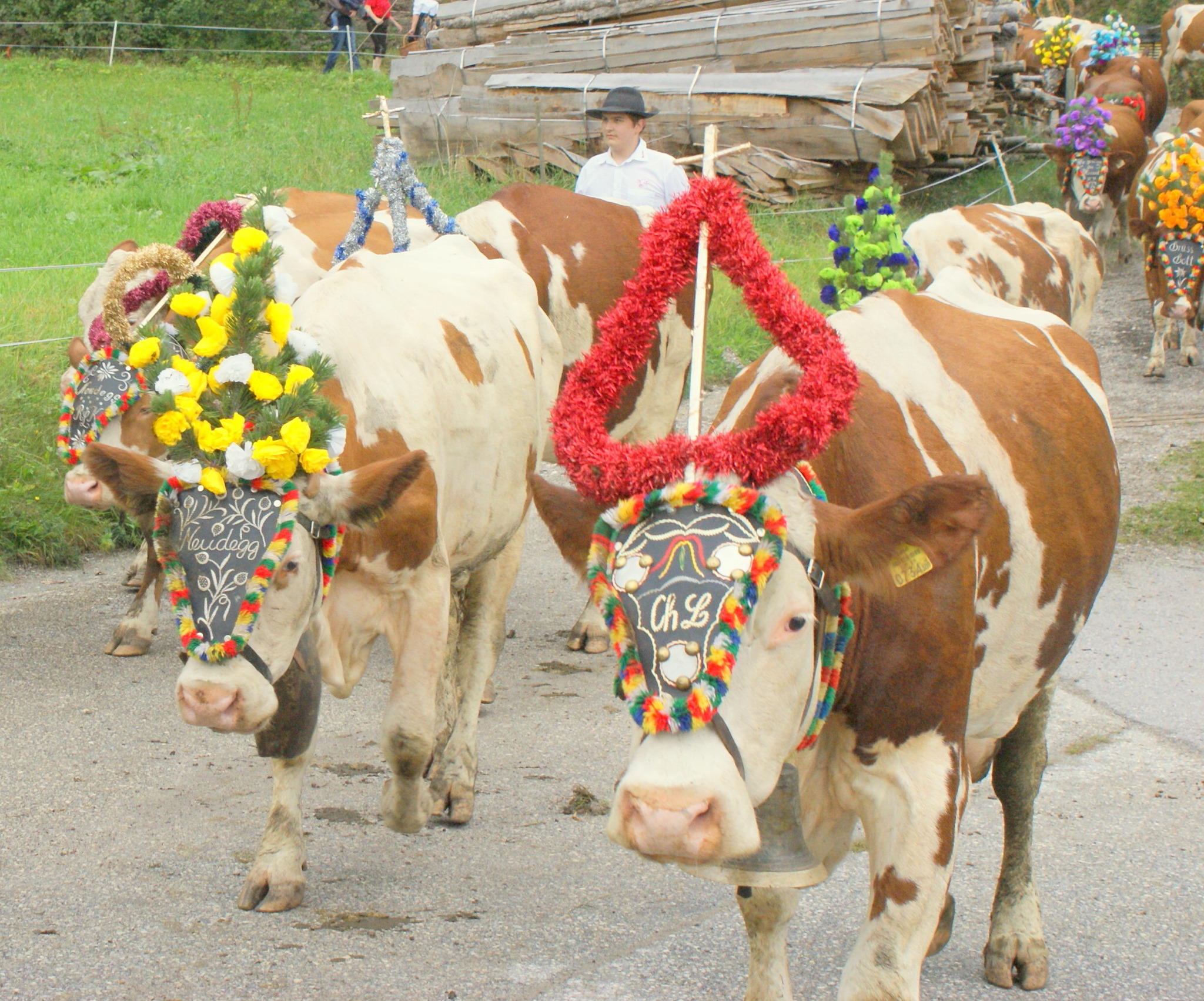 Traditioneller Almabtrieb in Kramsach - Kufstein