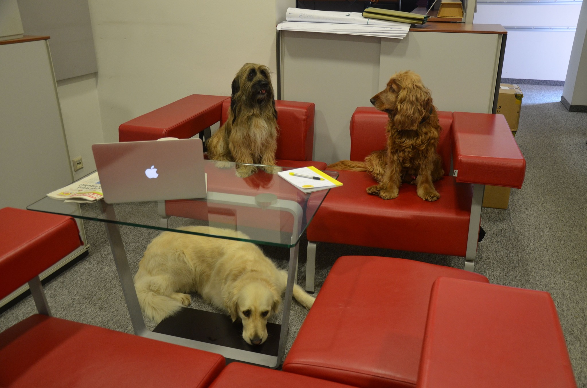 Der Kollege Hund sorgt für Stimmung im Büro - Graz