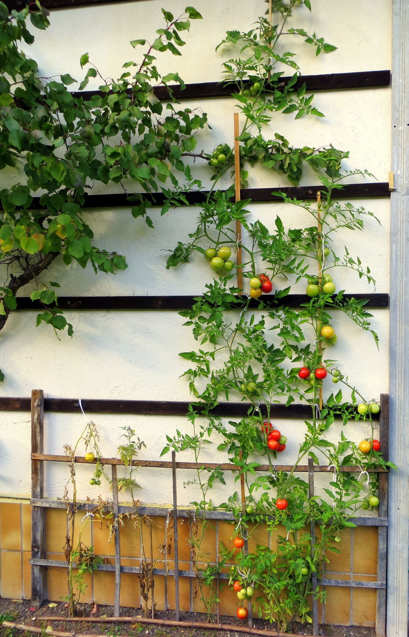 3 Meter hohe Tomatenstaude - Spittal
