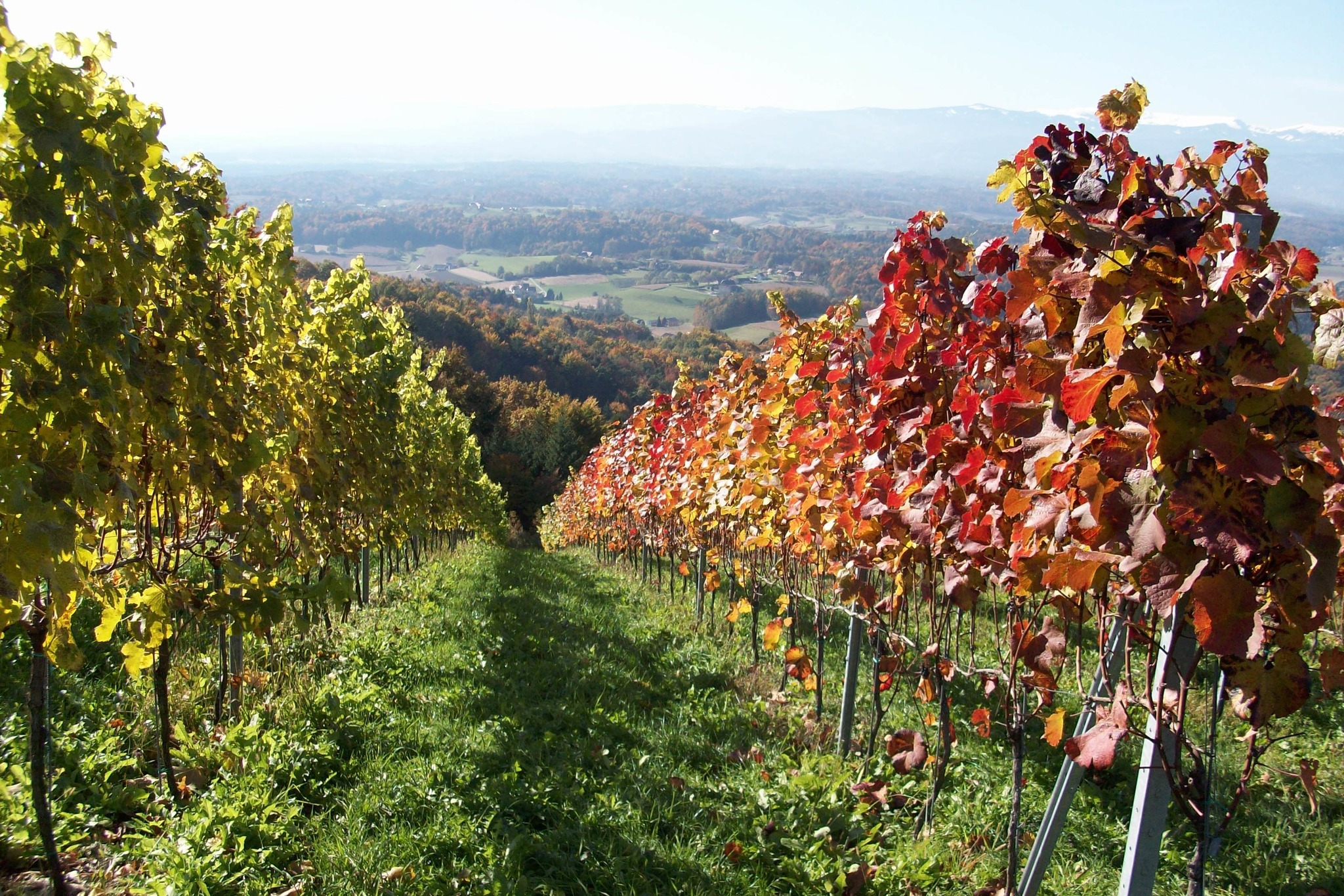 Bunte Weinreben in der Südweststeiermark! - Deutschlandsberg