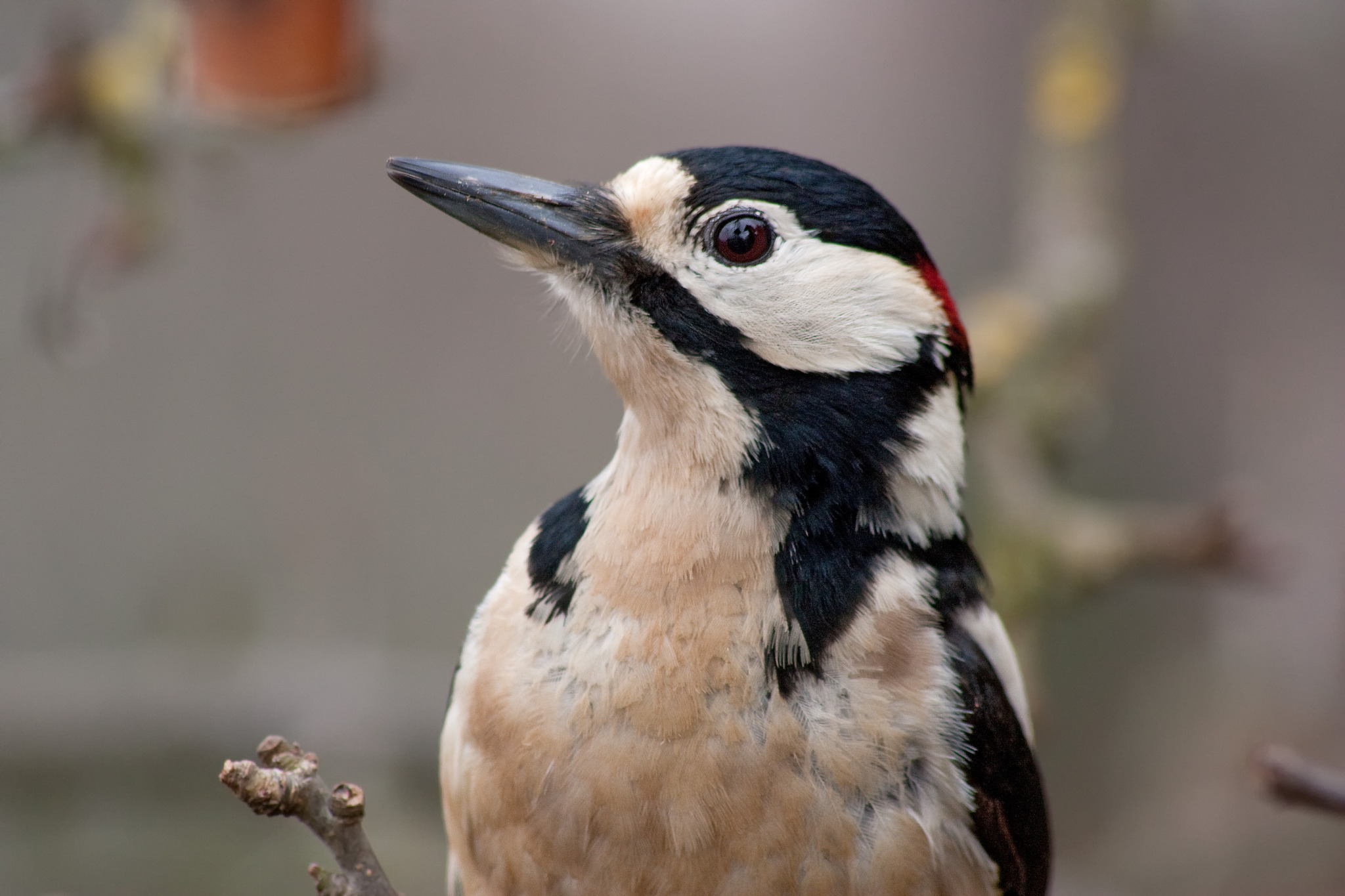 Der Buntspecht - Deutschlandsberg