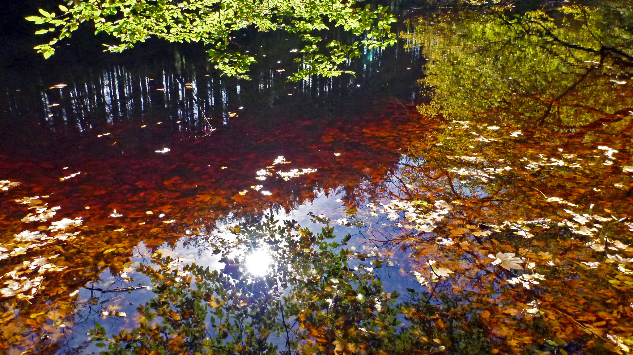 Blick in den Rauen Boschen - Braunau