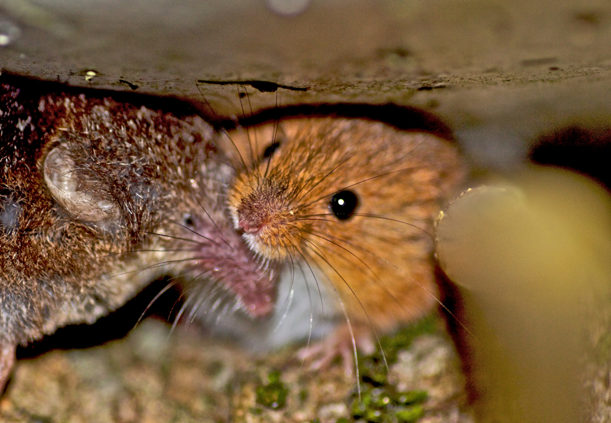 Zwergmaus kontra Zwergspitzmaus - Weiz