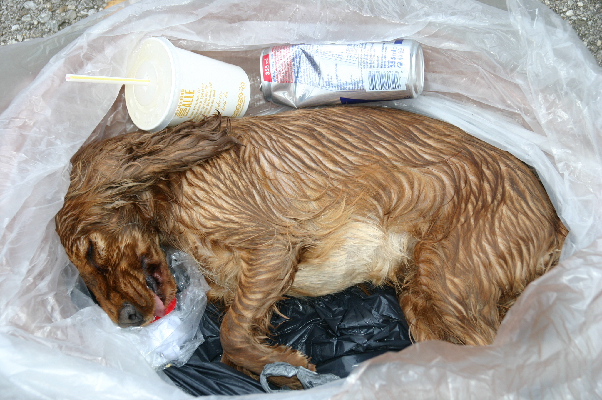 Toten Hund in Mistkübel entsorgt – Besitzer ausgeforscht - Herzogenburg ...