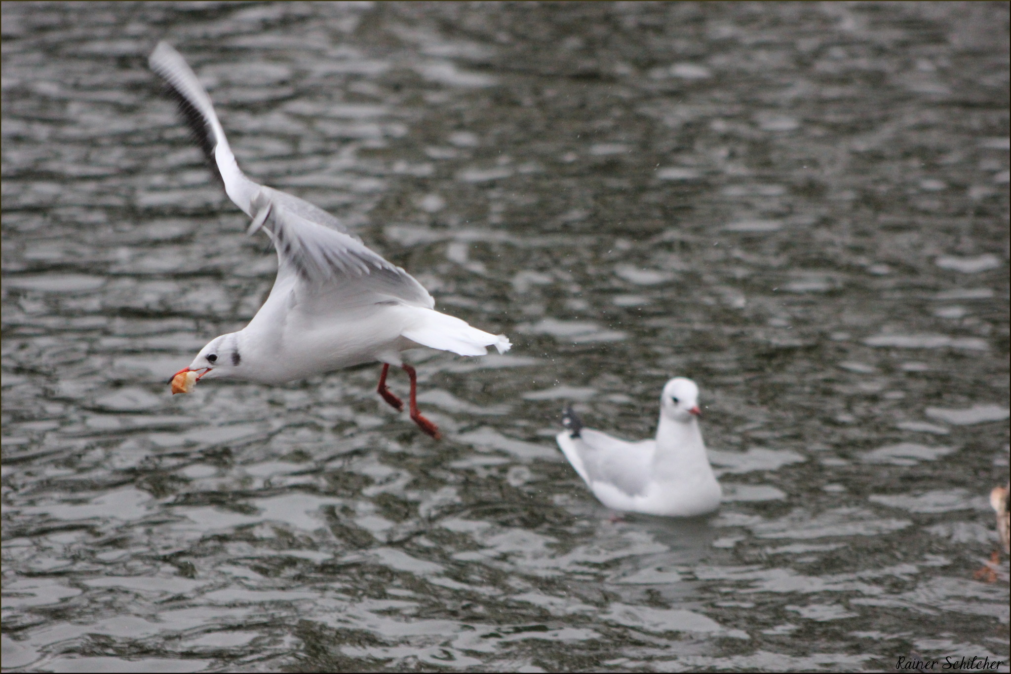Möwe mit der "Beute" im Schnabel - Innere Stadt