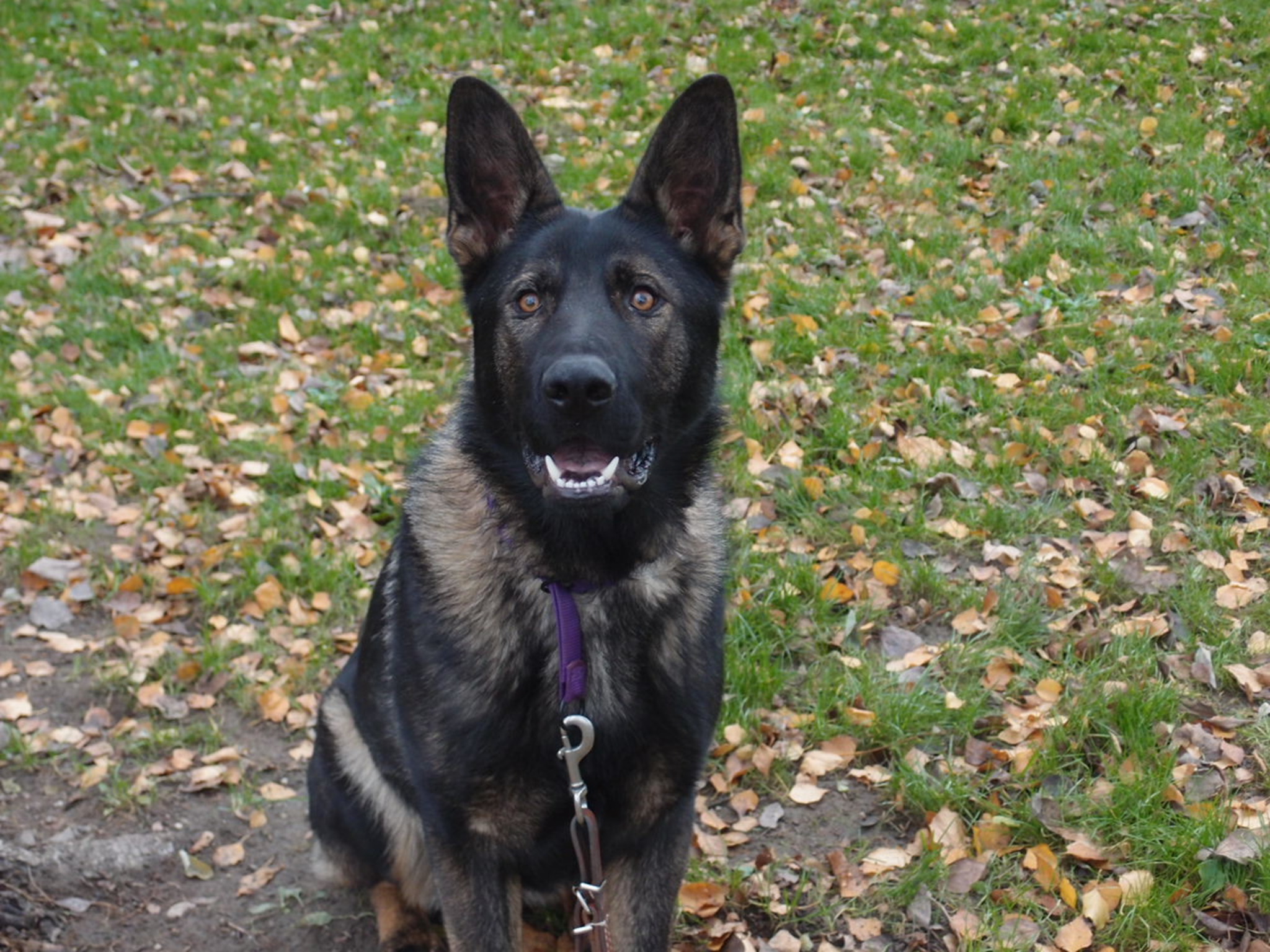 Neues Zuhause für Deutschen Schäferhund - Linz