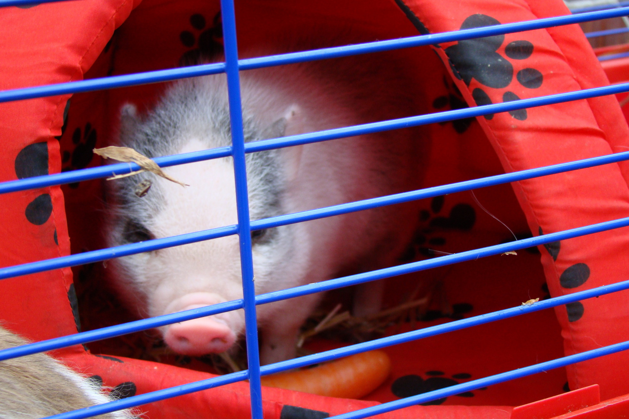 soooooooooo süß........ - Villach