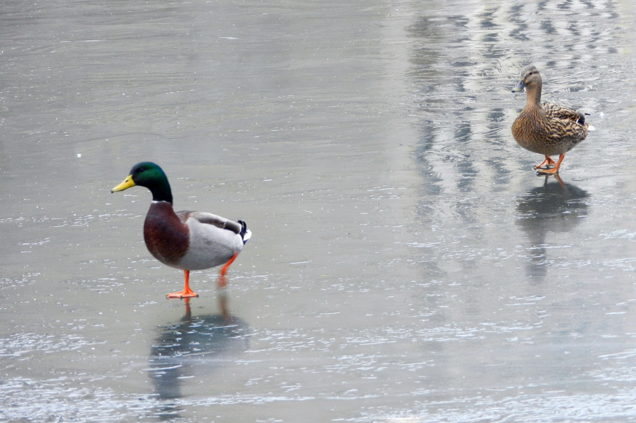 Ducks on Ice - Steinfeld
