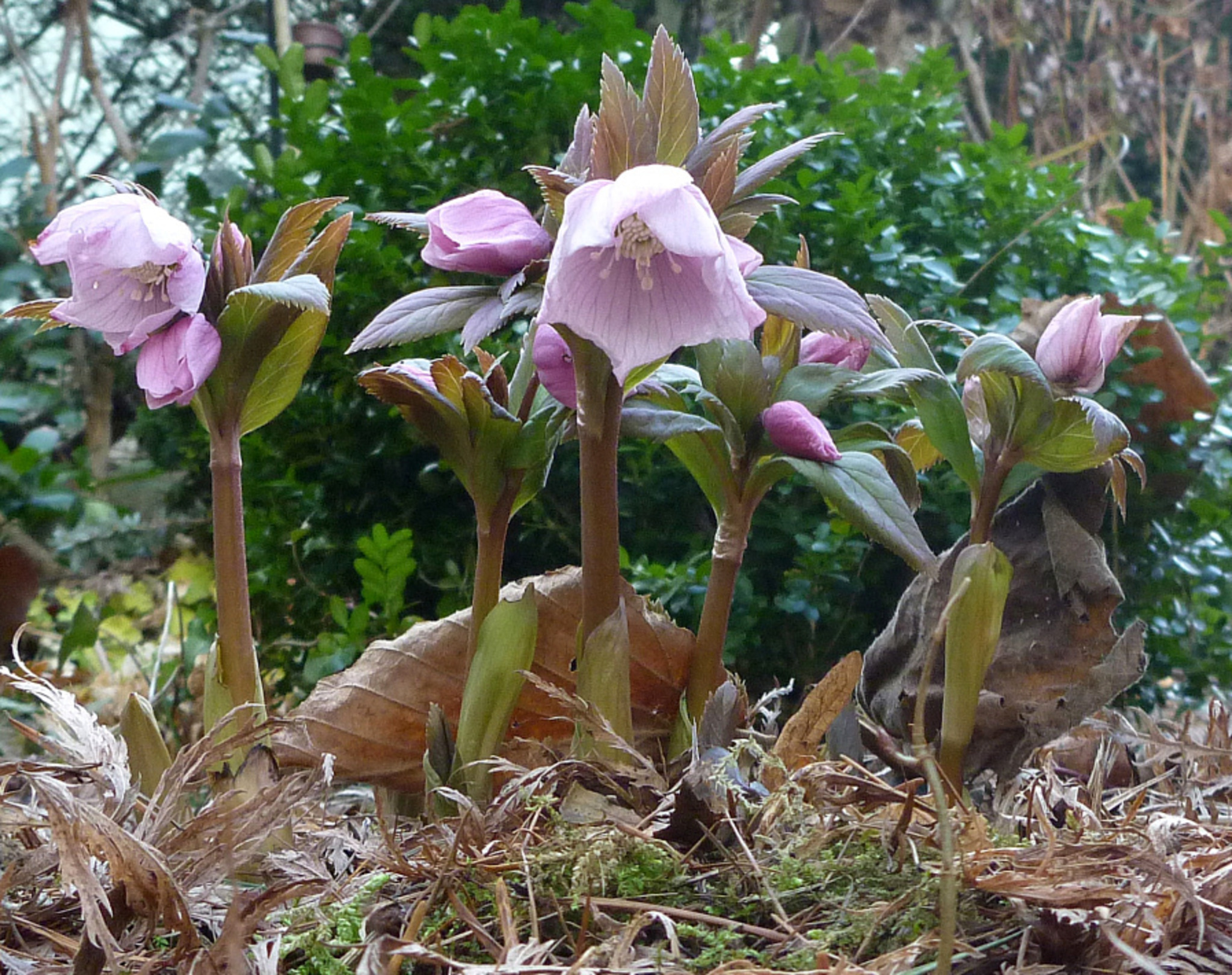 Helleborus tibetanus - Neunkirchen