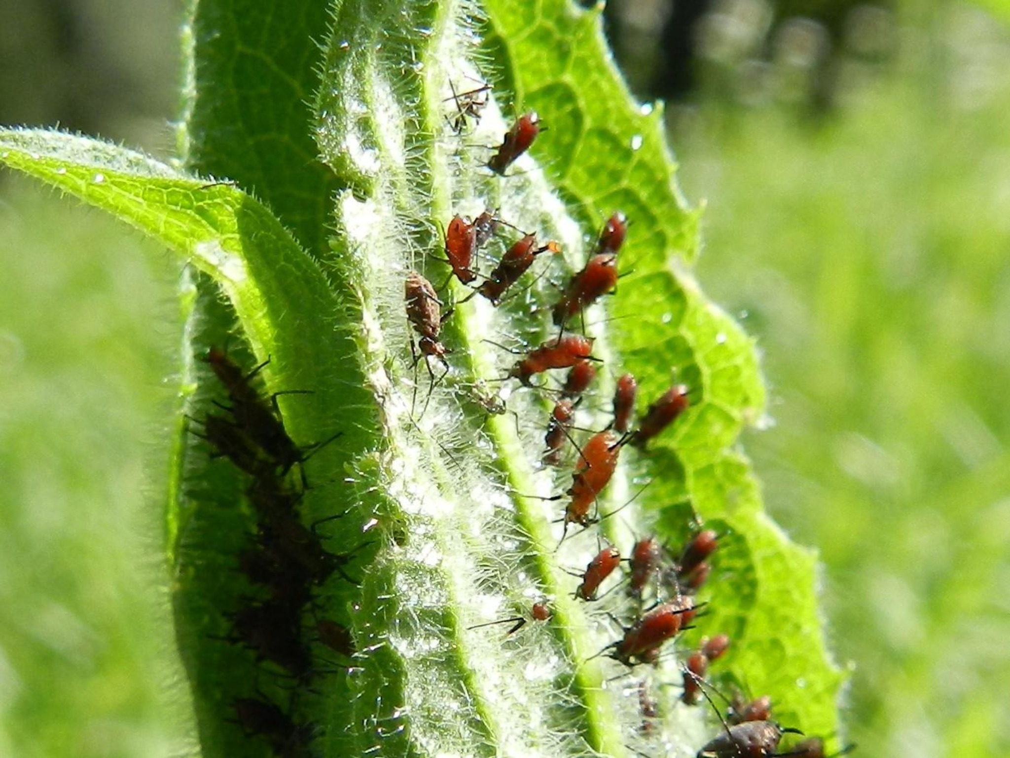 Lausige Zeiten - Lungau