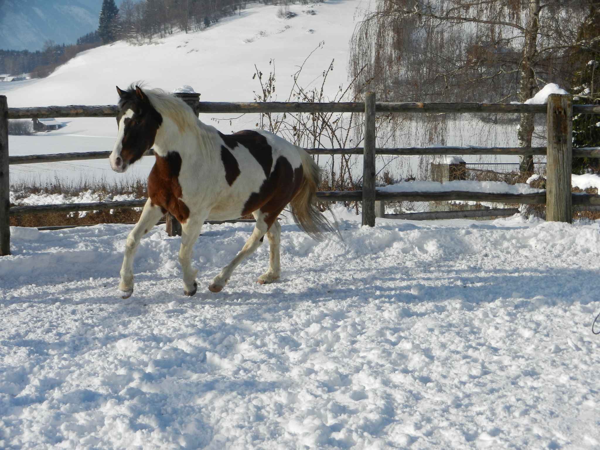 Mein Lewitzer Schecke Milano genießt das schöne Wetter und den Schnee ...