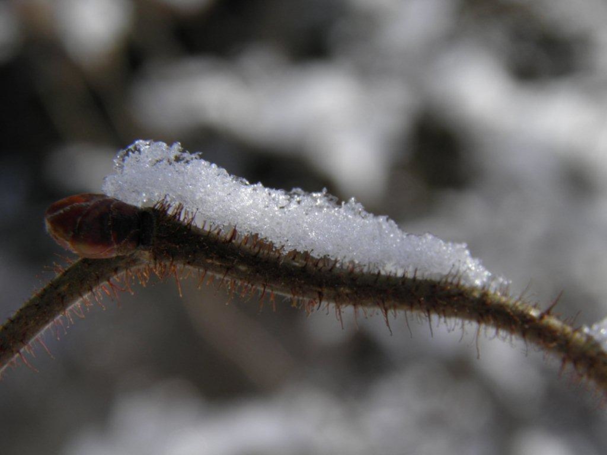 Schneeraupe - Lungau