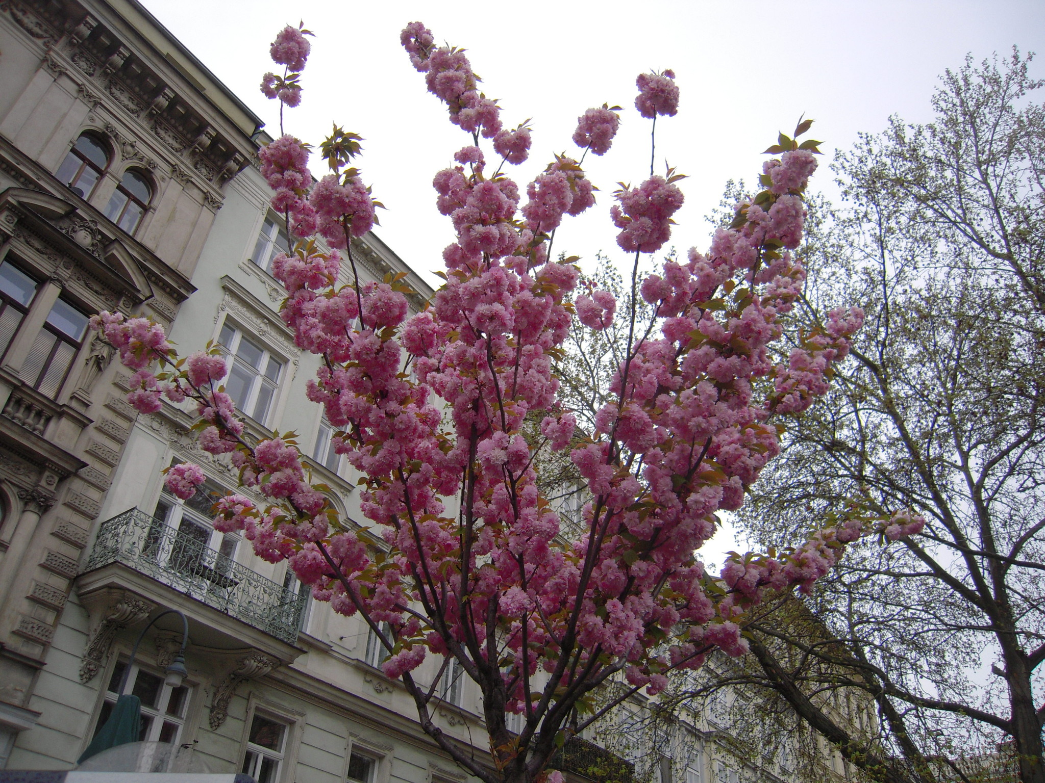 So schön ist Margareten im Frühling - Margareten