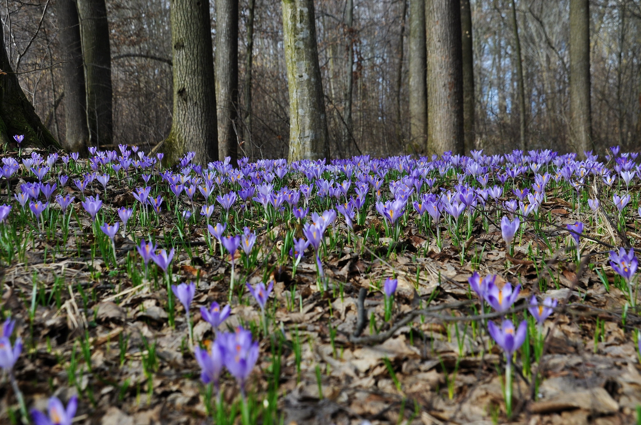 EIN WALD VOLLER KROKUSSE - Leibnitz