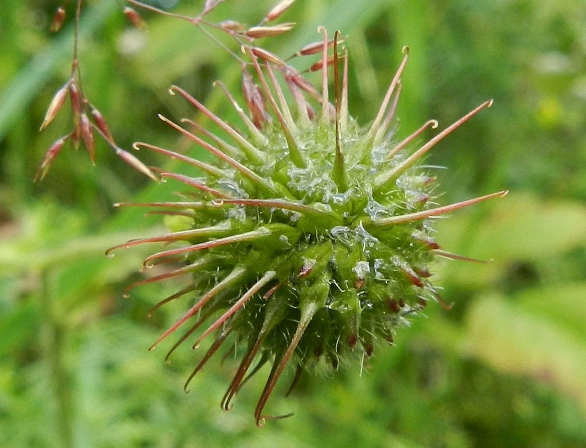 Stacheliger Geselle - Lungau