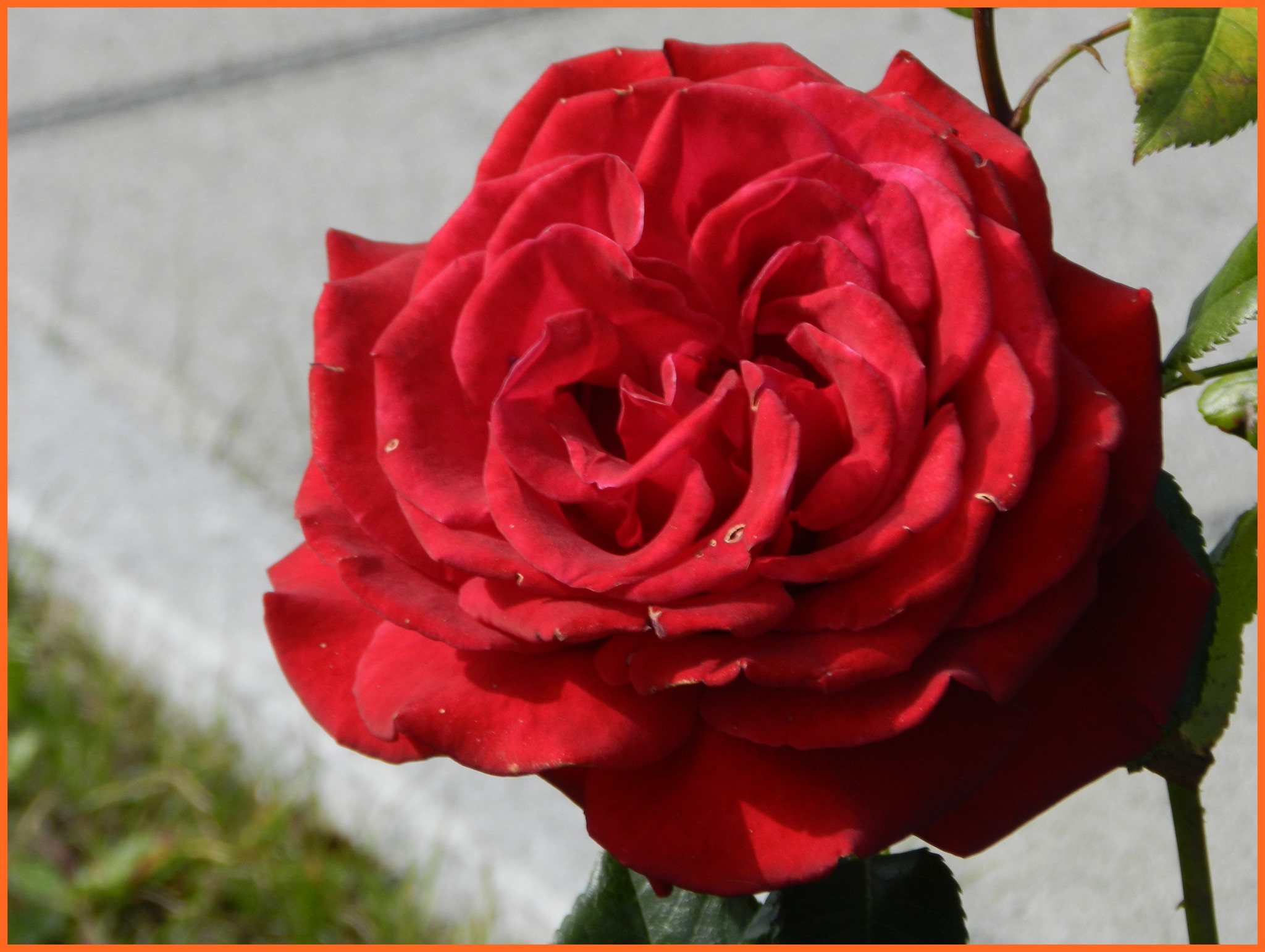 ...une rose, une rose pour toi - Lungau