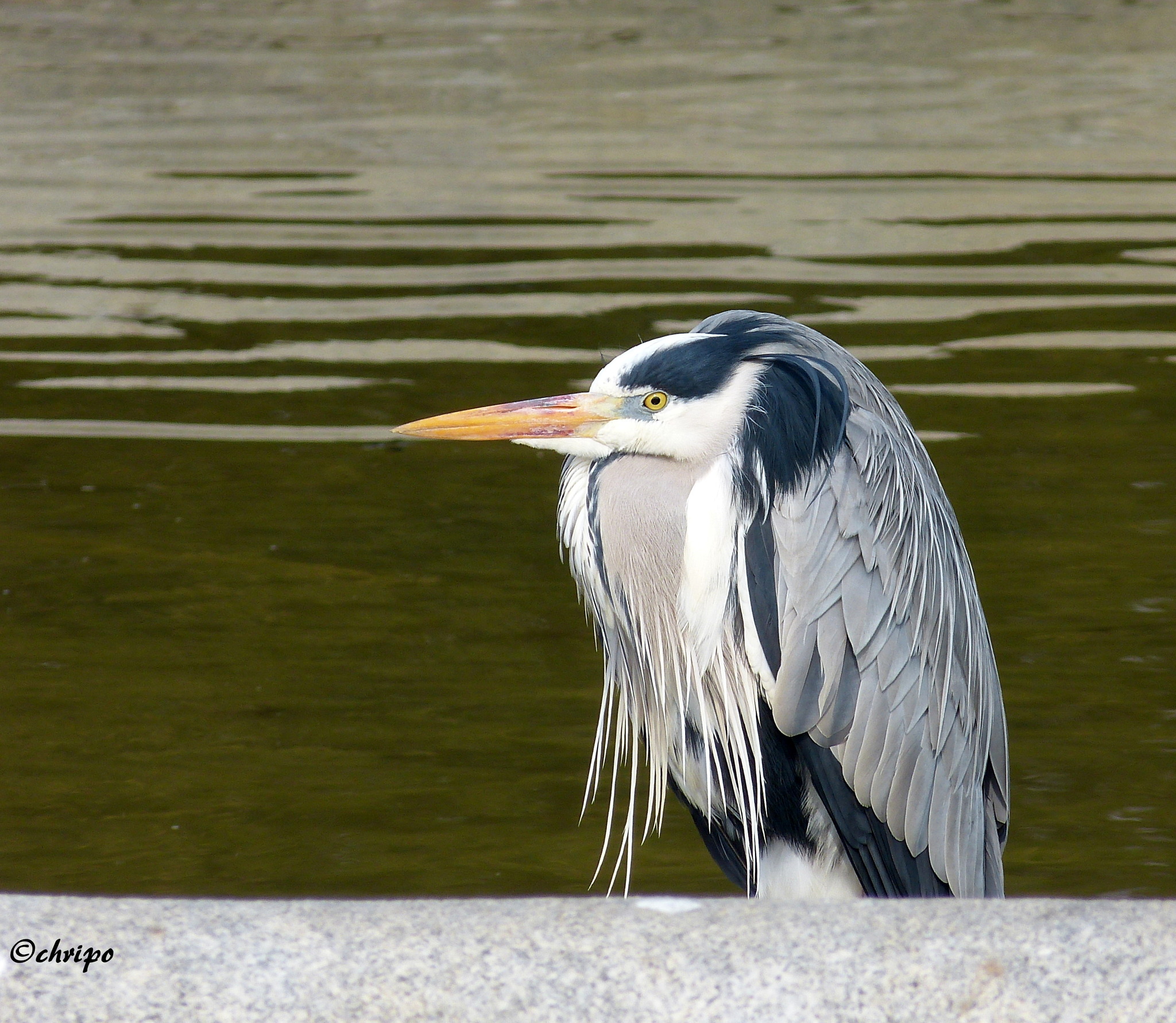 Ein grimmiger Geselle - Ottakring