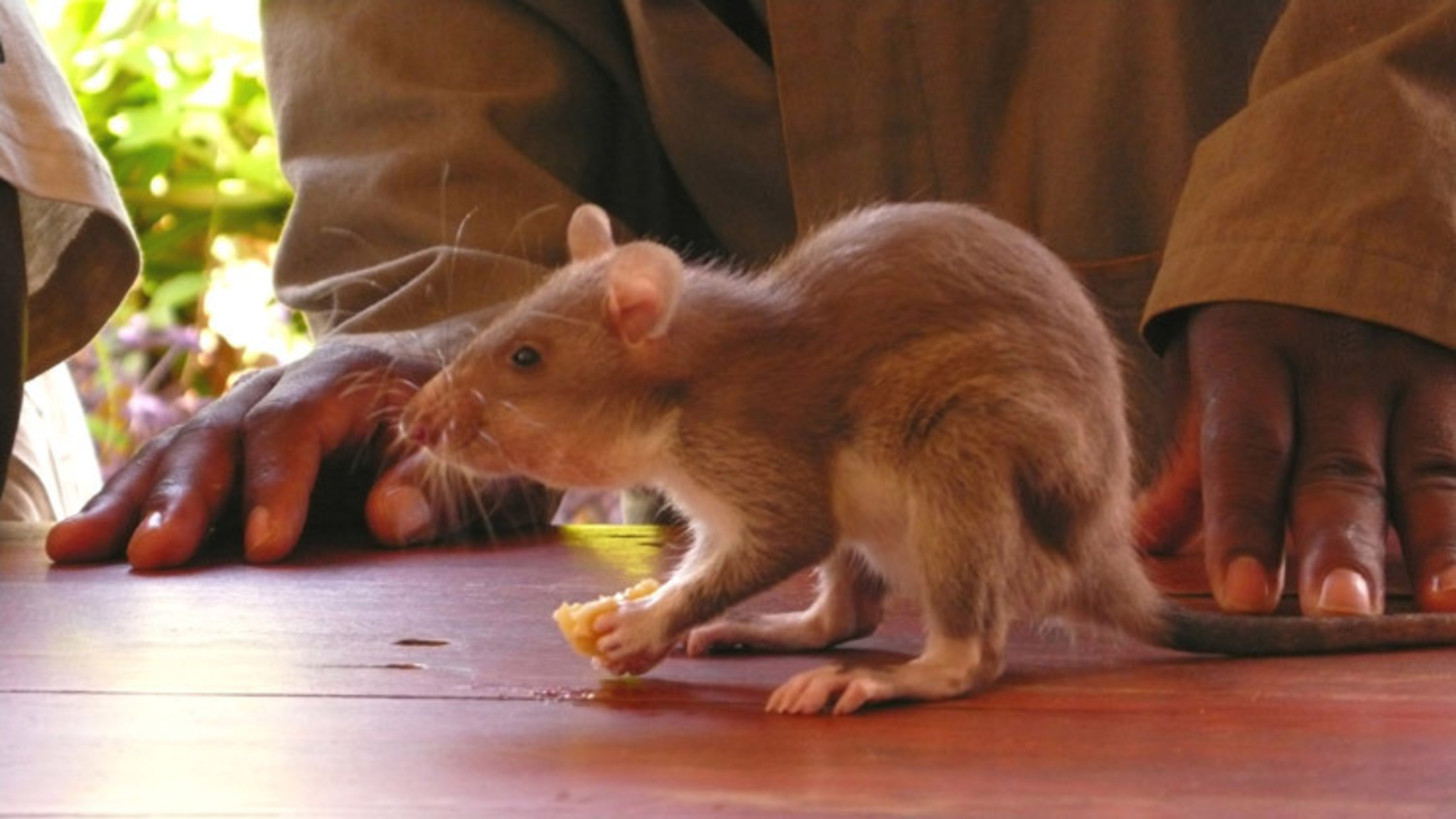 Ratten entdecken Landminen - Internationaler Landminen-Tag - Favoriten