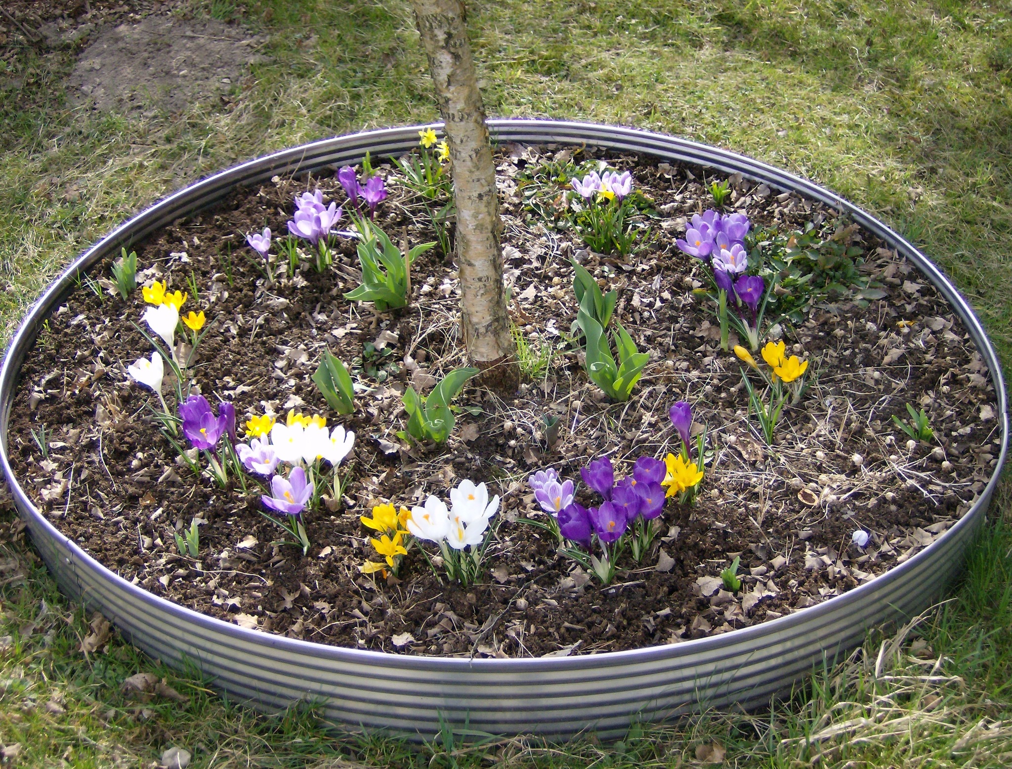 Blühendes Rundbeet - Klagenfurt Land