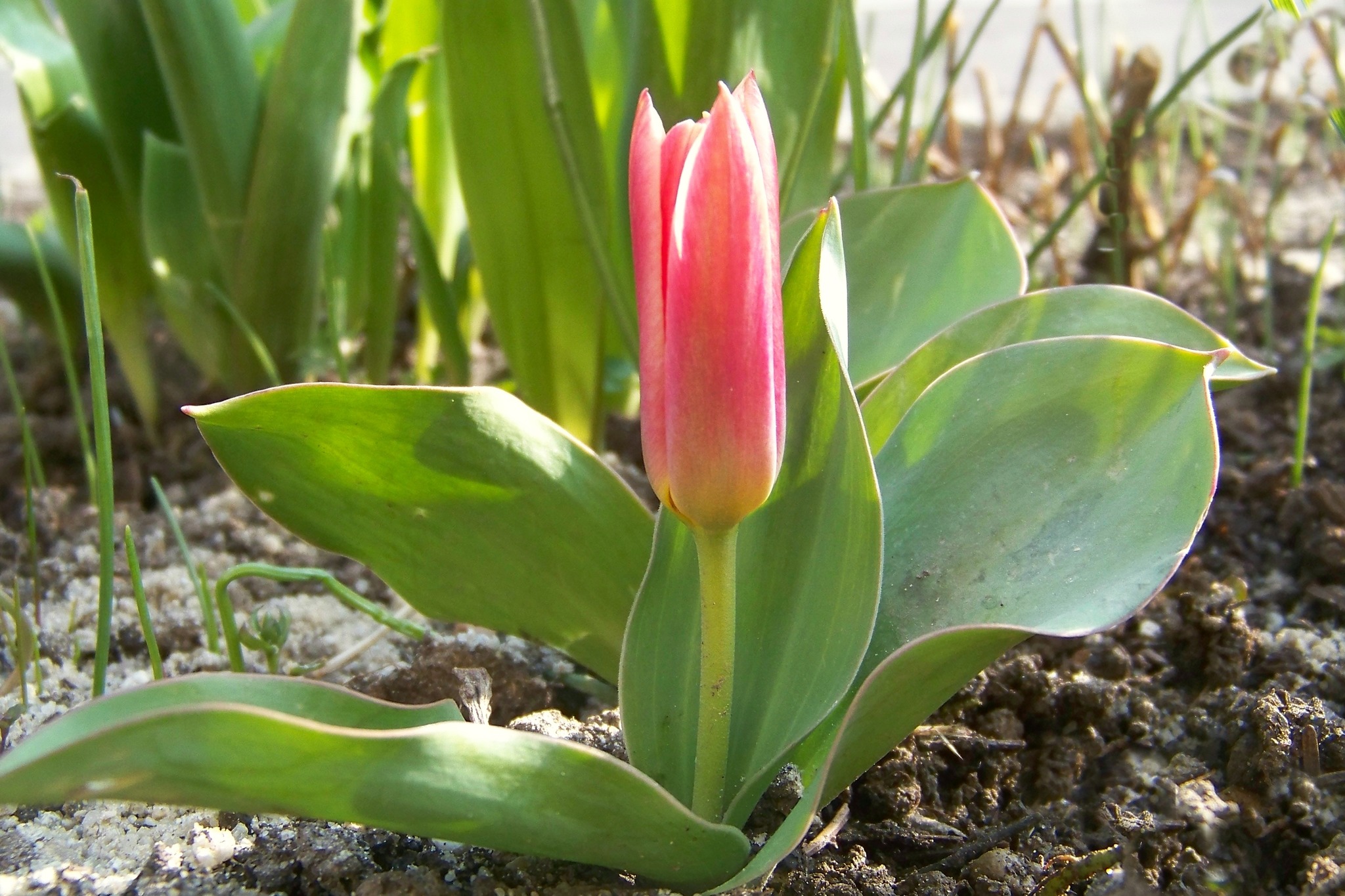 Im Garten blüht die erste Tulpe - Linz