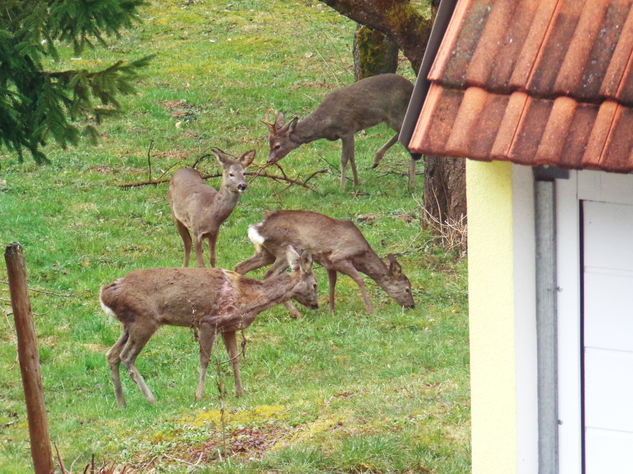 Rehe finden wieder Futter..... - Deutschlandsberg