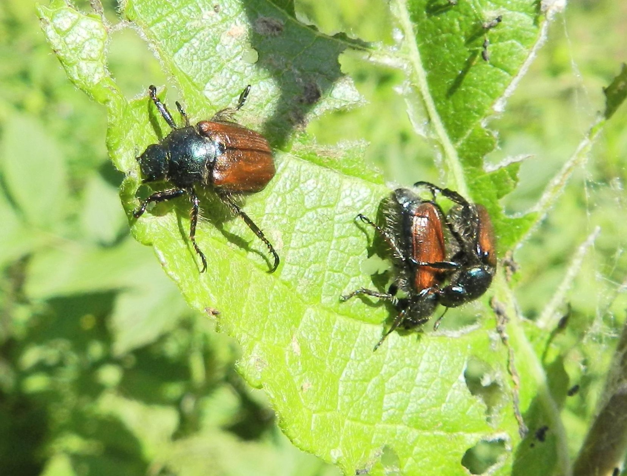Rauchsignale - Lungau