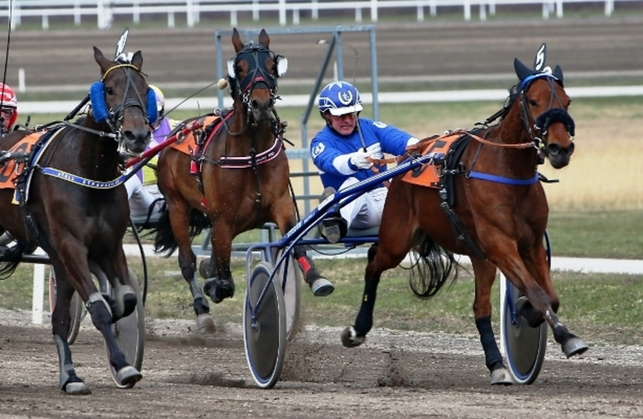 Magna Racino Turf News: Pokal der Vierjährigen gewinnt Chabicou SR ...