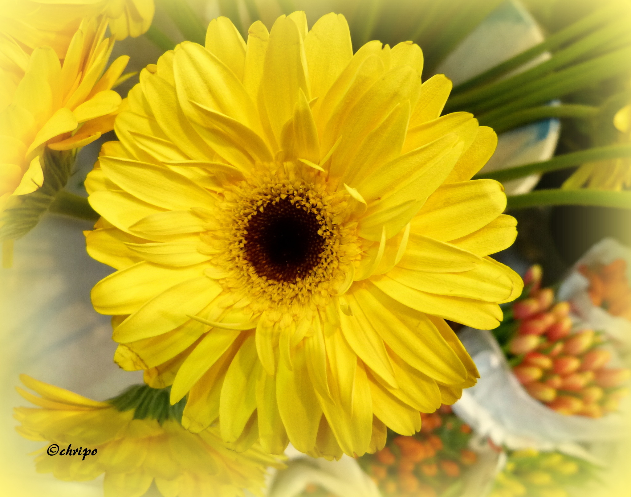 BLUMEN in der Farbe GELB - Ottakring