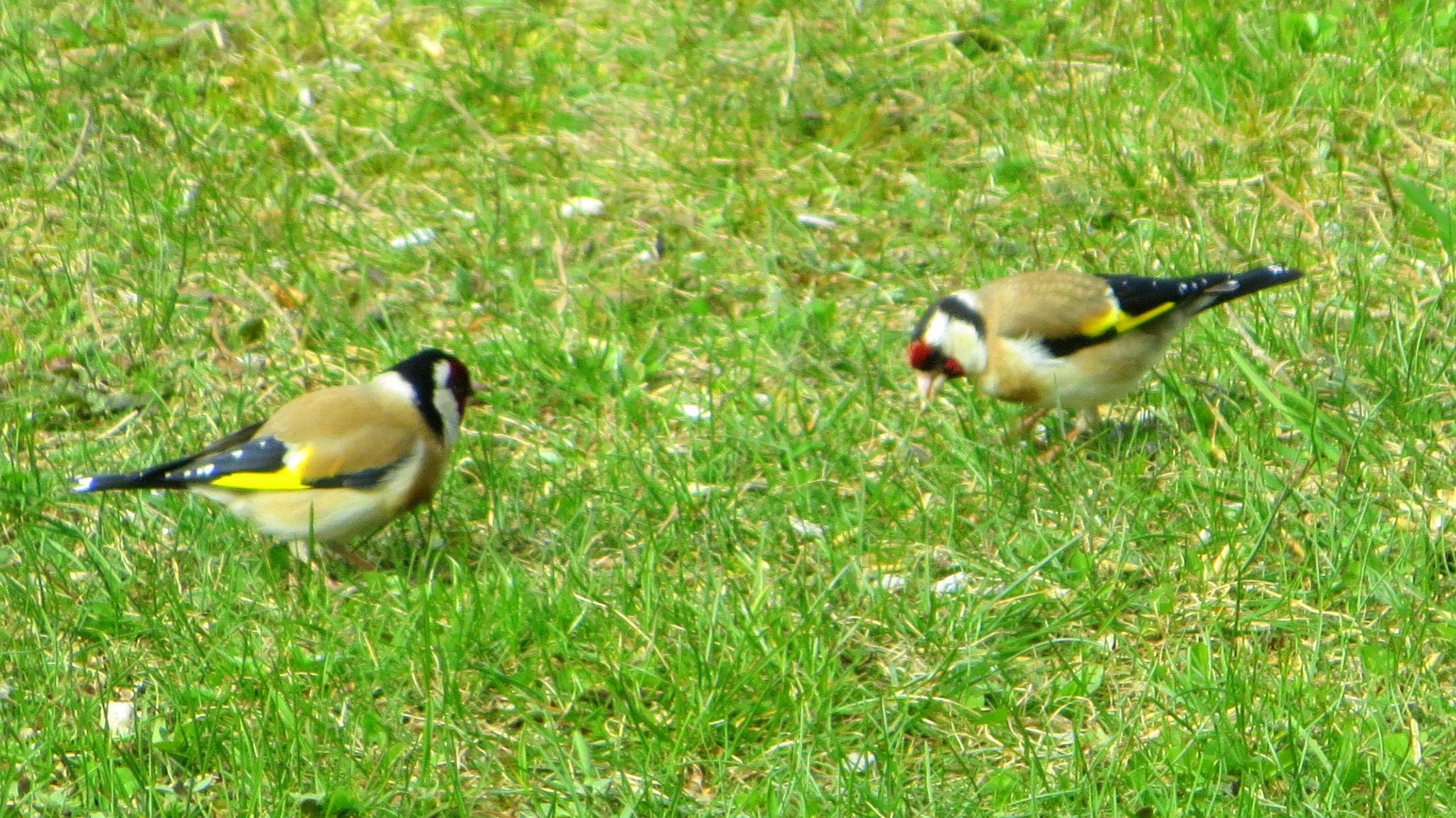 Distelfink ..Stieglitz - Spittal