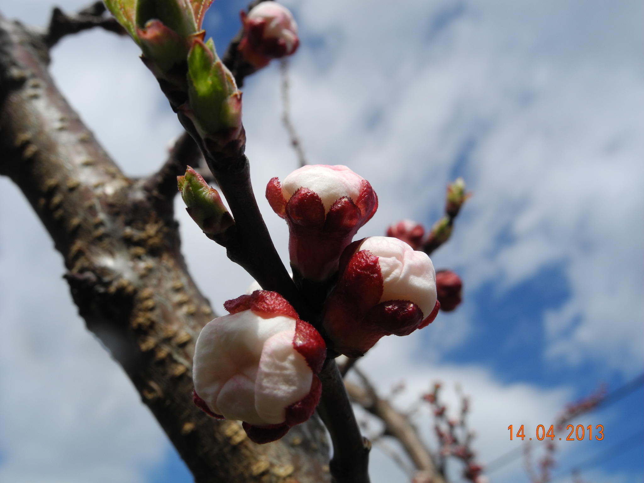 Marillenbaum - Favoriten