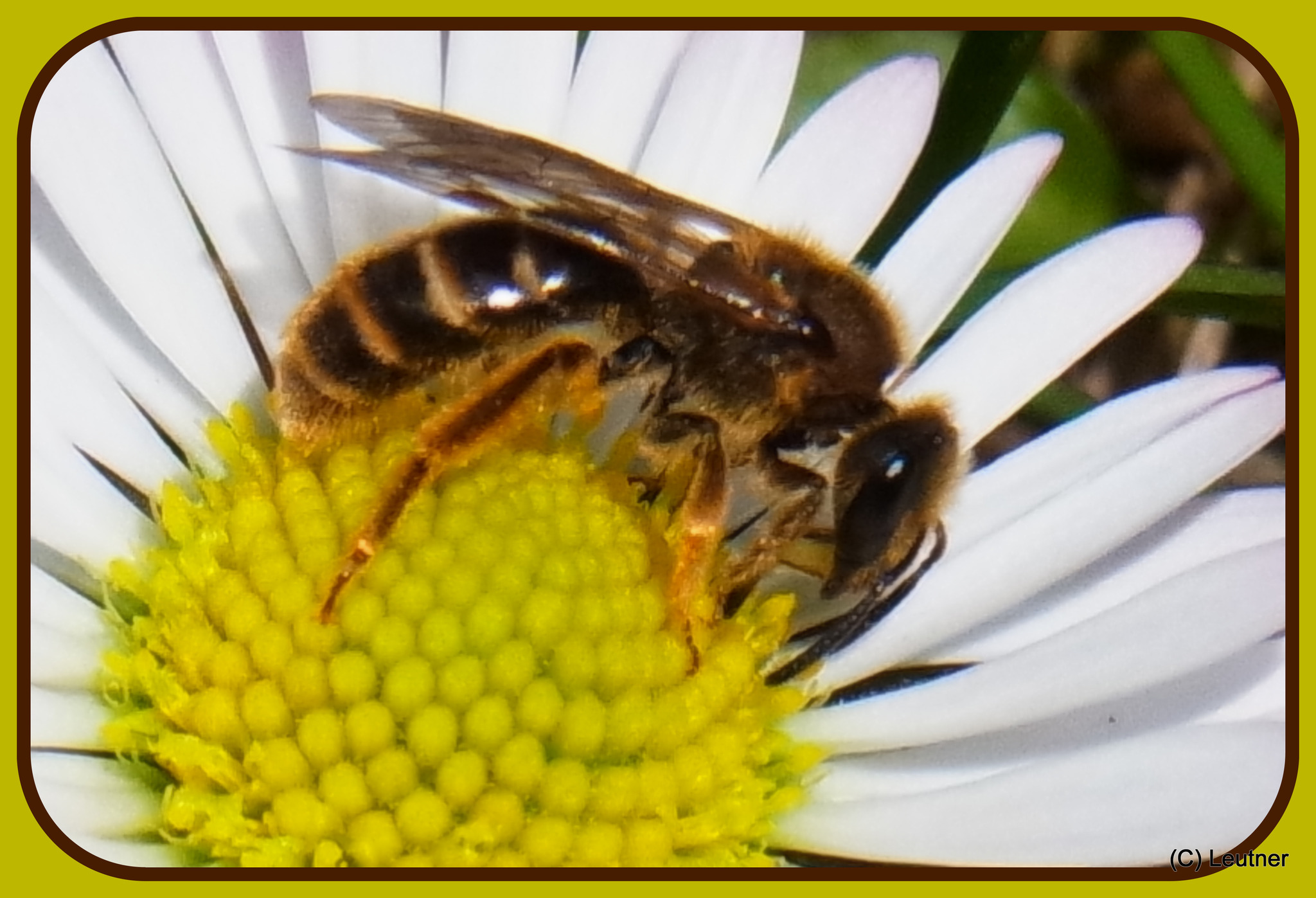 Fleißiges Bienchen - Wiener Neustadt