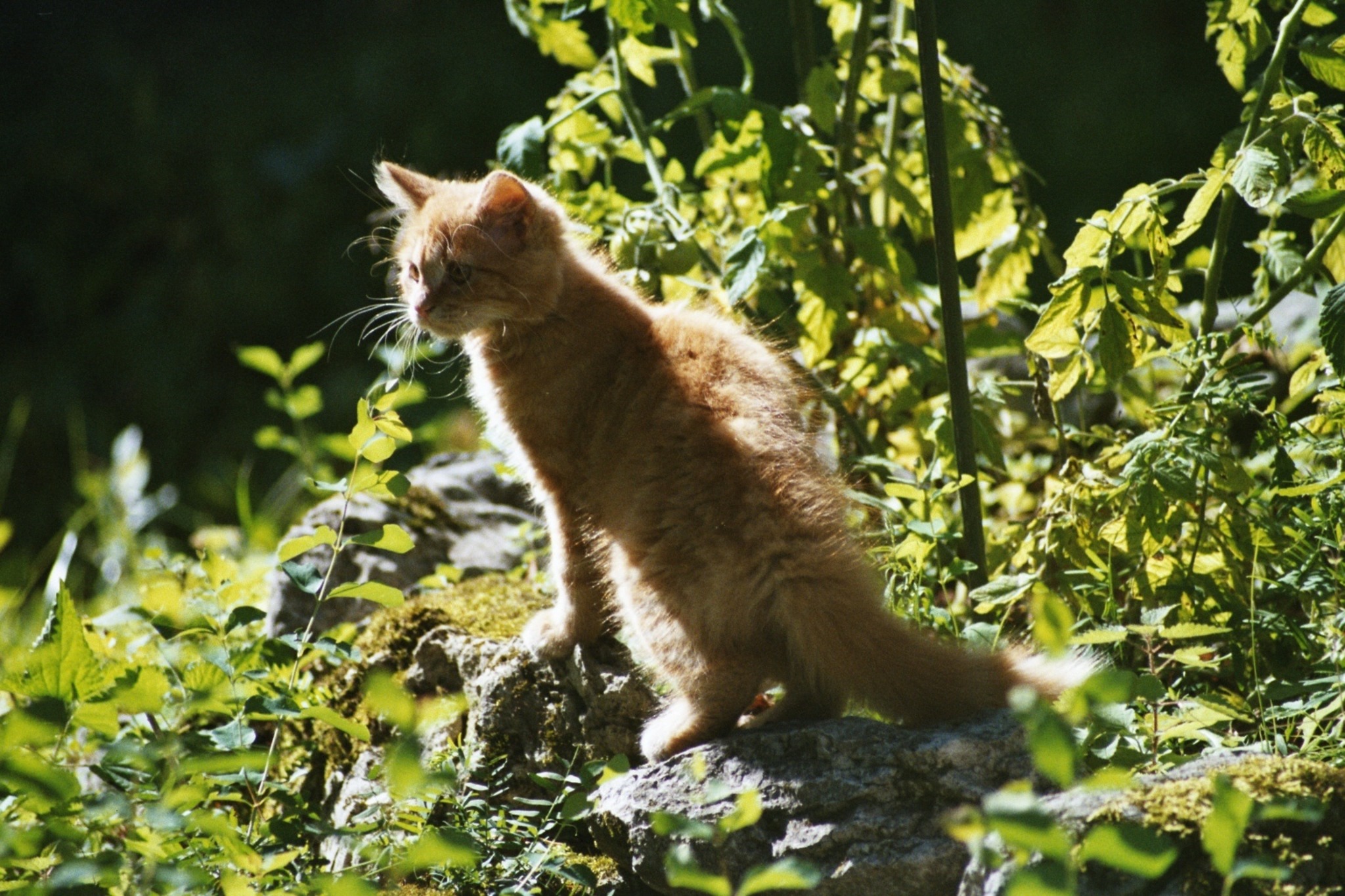 Gold-Katze - Donaustadt