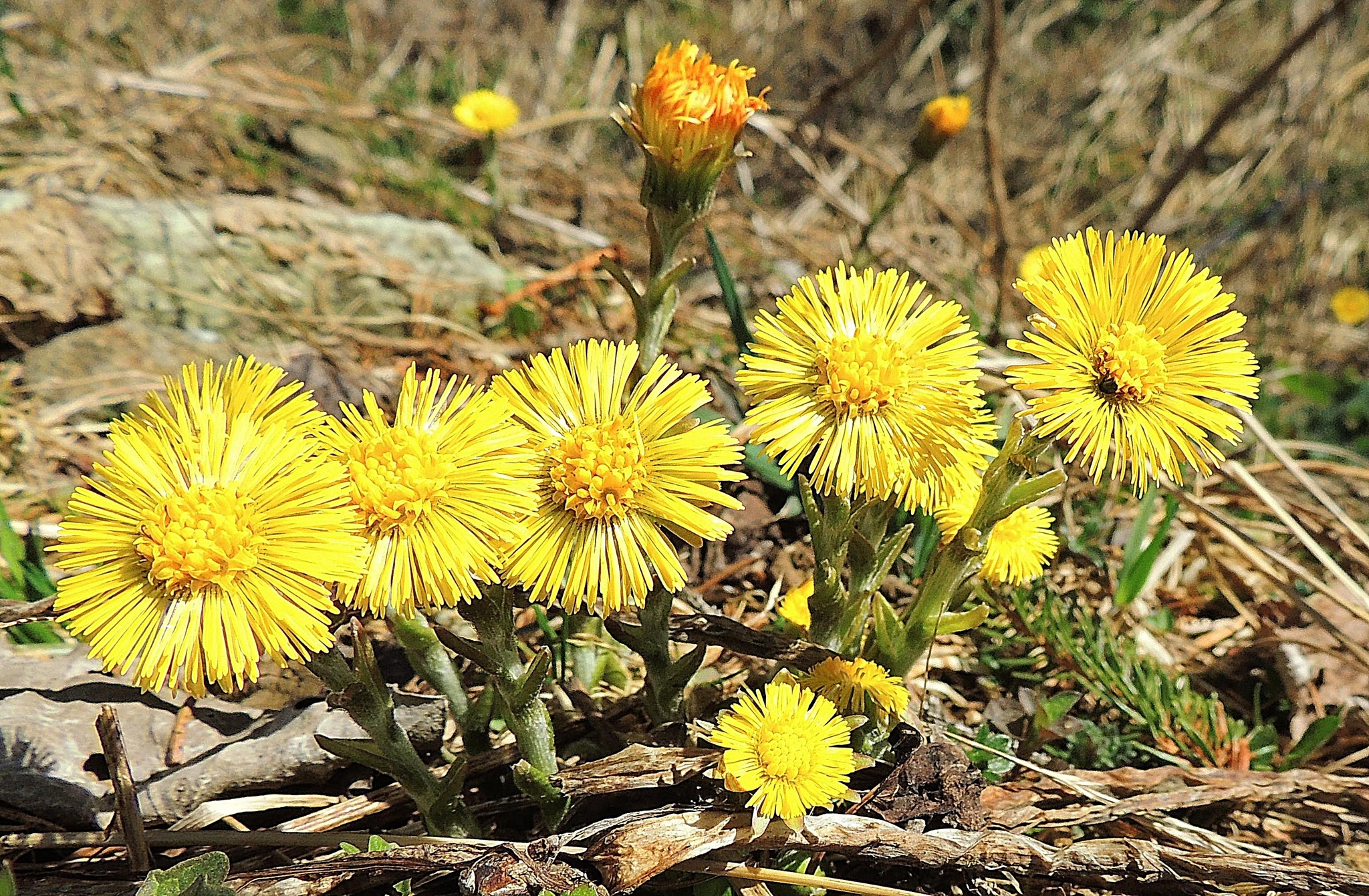 Huflattich - Tussilago farfara - Lungau