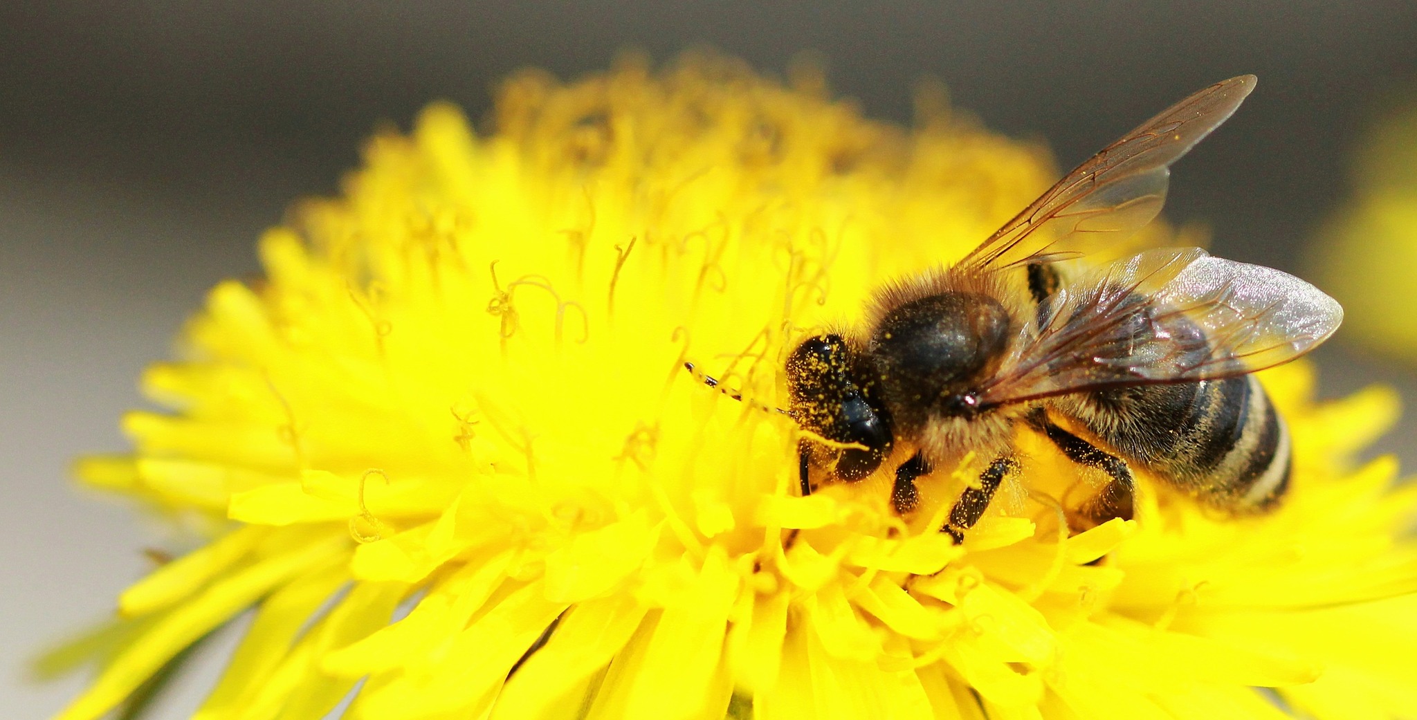 fleißiges bienchen - Weiz