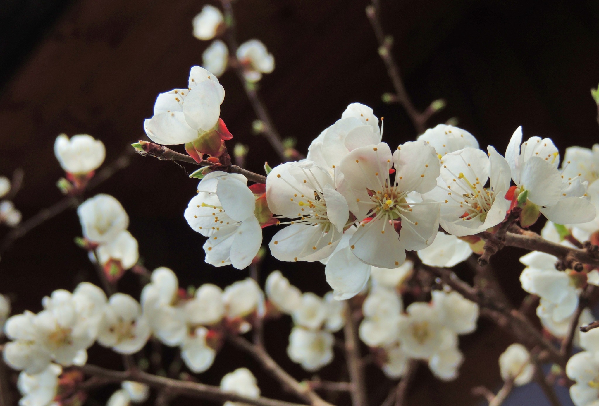 Endlich blüht der Marillenbaum! - Völkermarkt