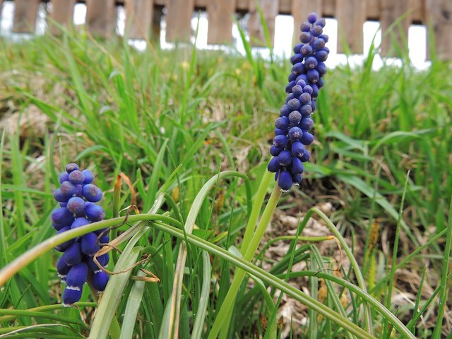Die Traubenhyazinthe - Lungau