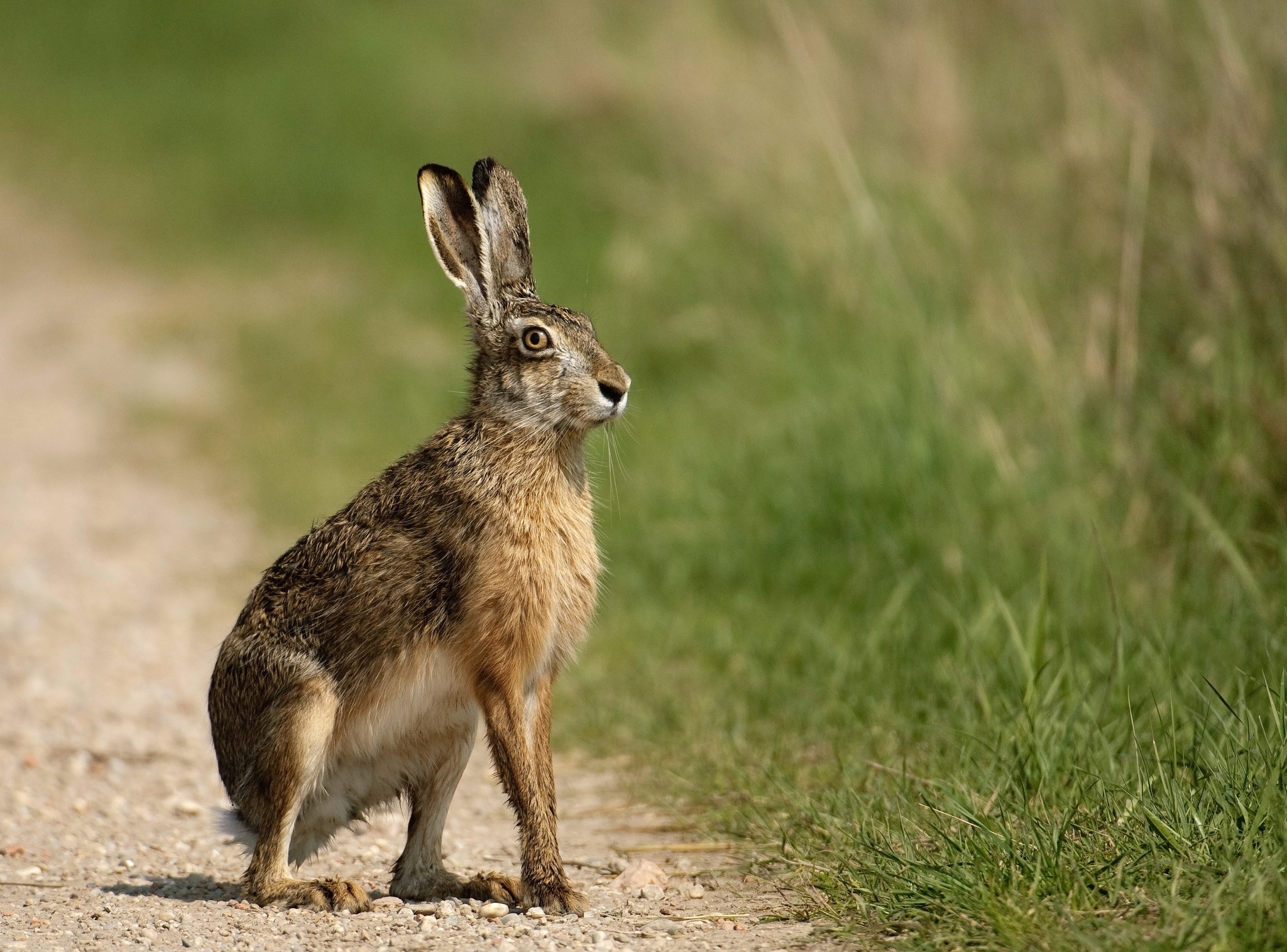 "Mal sehen, wie der Hase läuft" - Enns