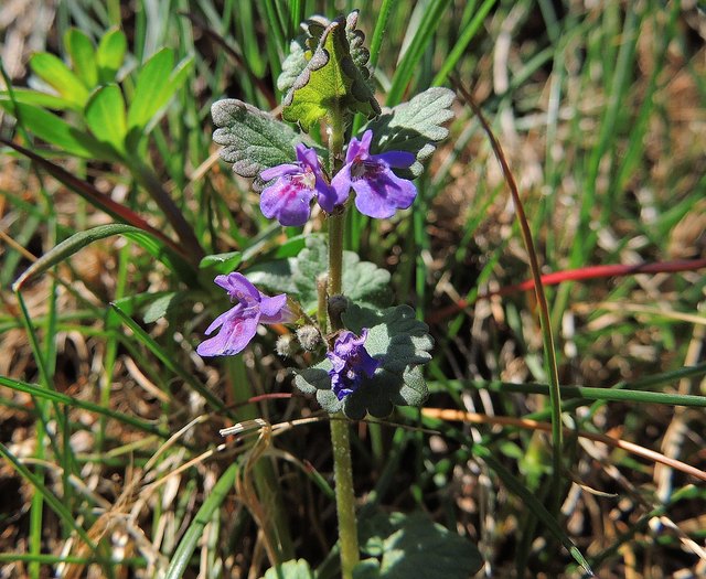 Gewöhnlicher Gundermann - Lungau