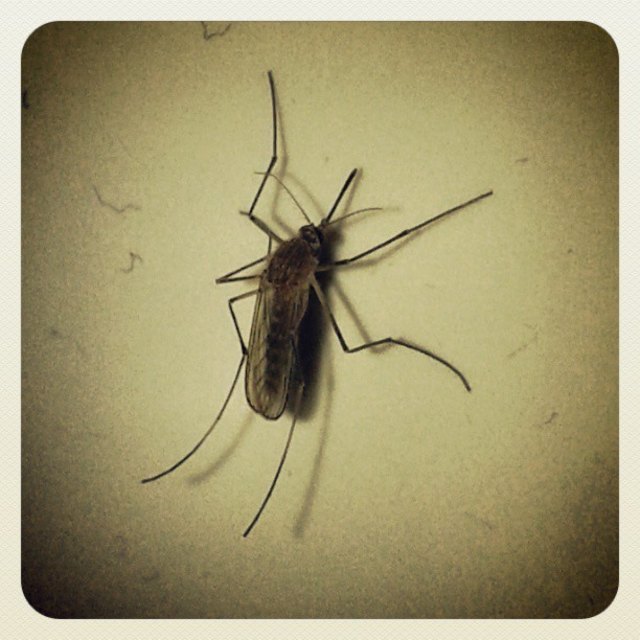 Gelse - Thema auf meinbezirk.at