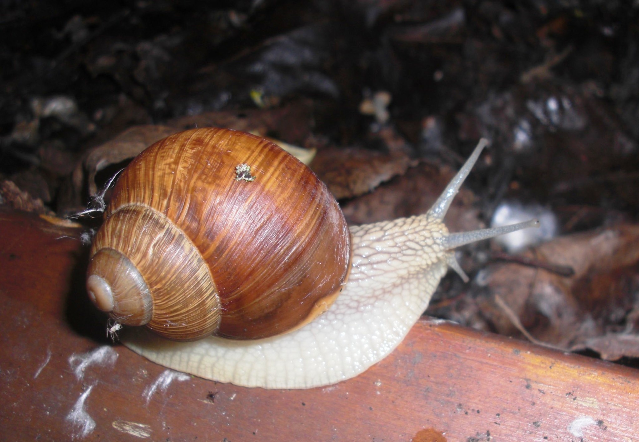 Schleimer von Bullendorf! - Mistelbach