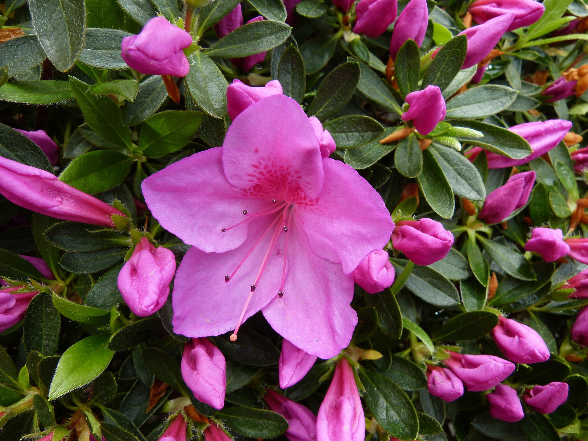 AZALEE / Rhododendron - Ottakring