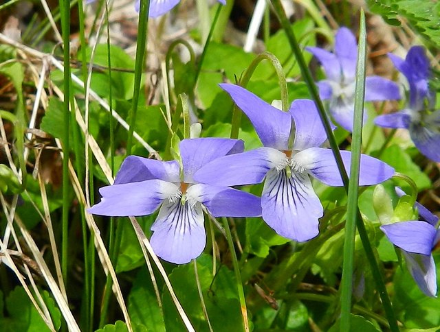 Das Wald-Veilchen (Viola reichenbachiana) - Lungau