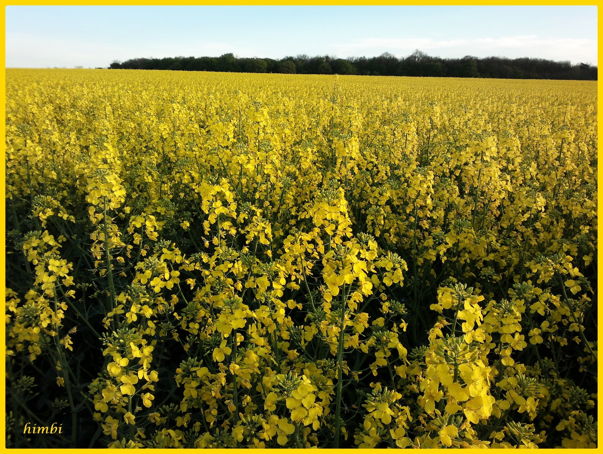 Jetzt blüht der Raps - Schwechat