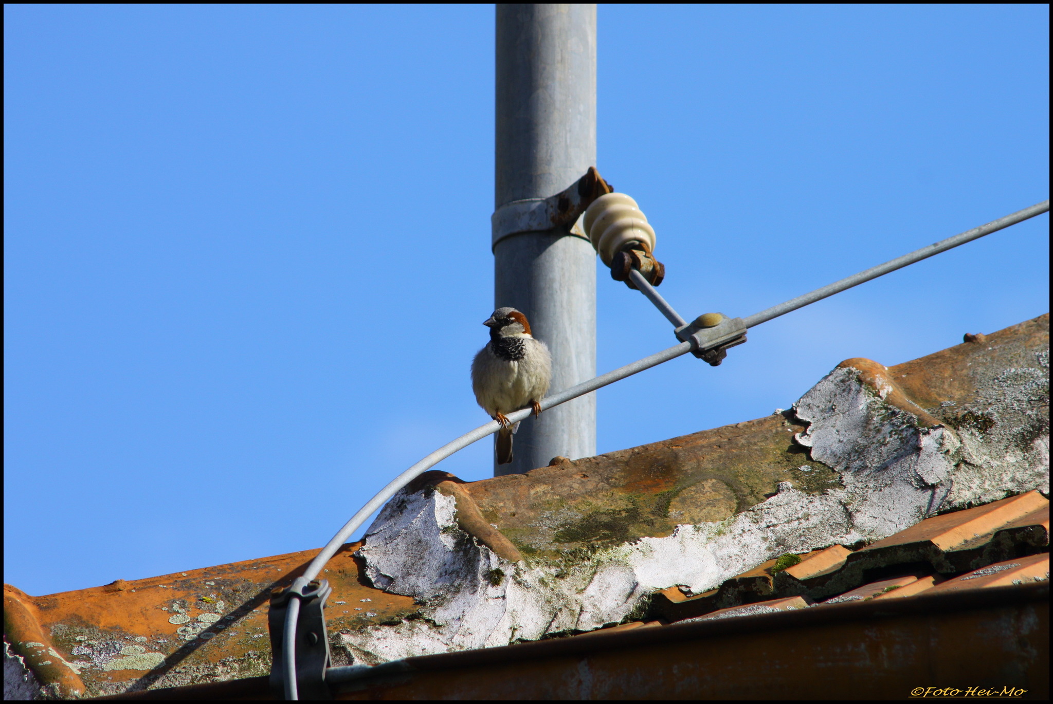 Der Spatz am Blitzableiter - Ottakring