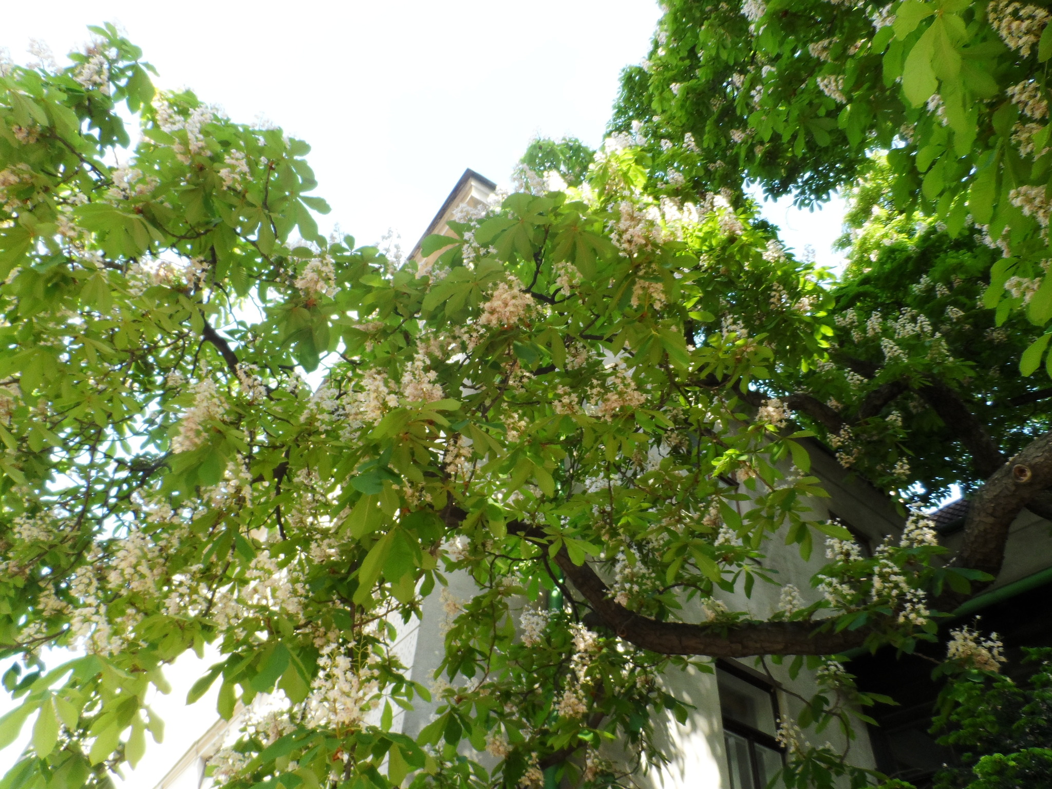 Ein blühendes Naturdenkmal in Margareten - Margareten