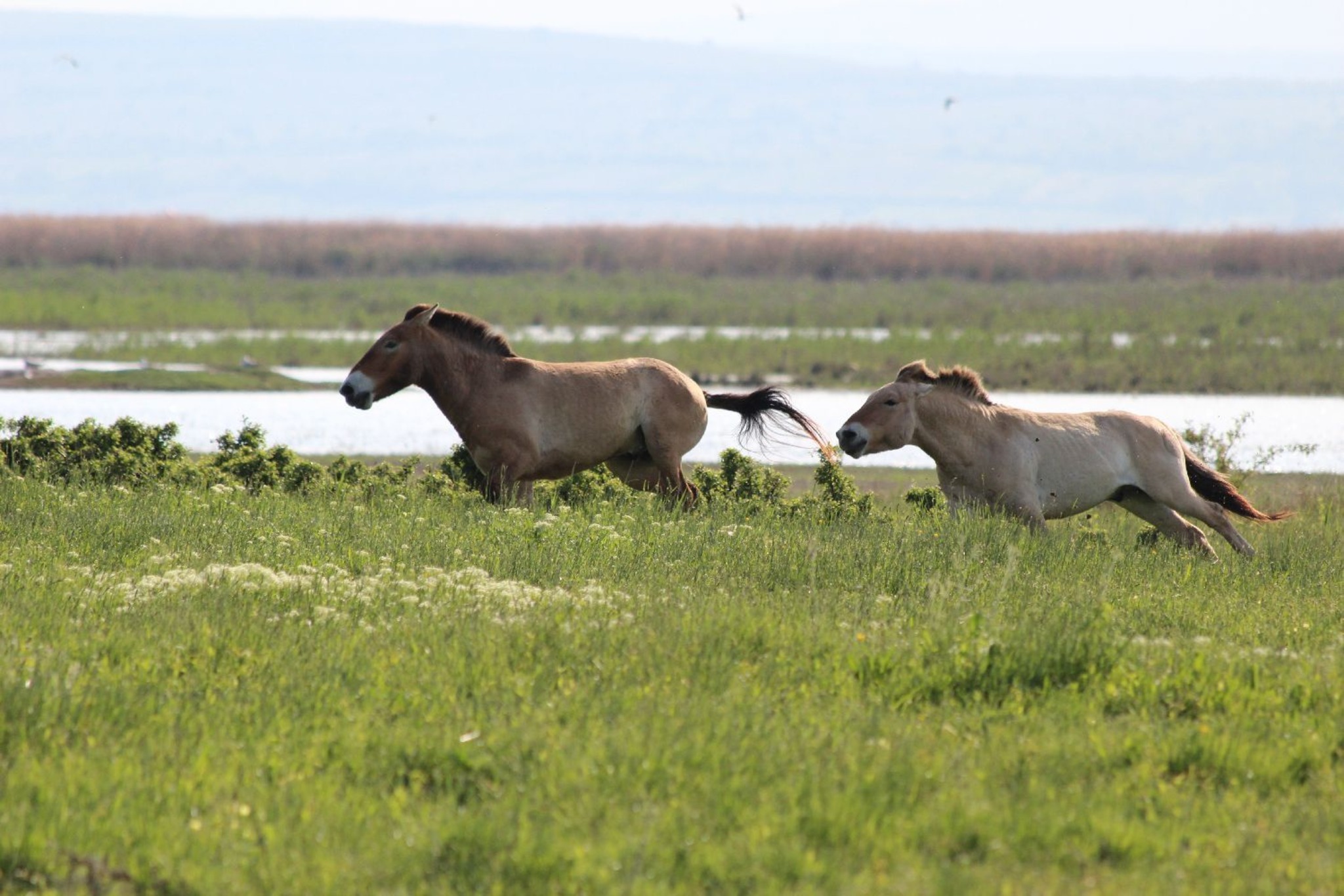 Przewalski-Pferde - Neusiedl am See