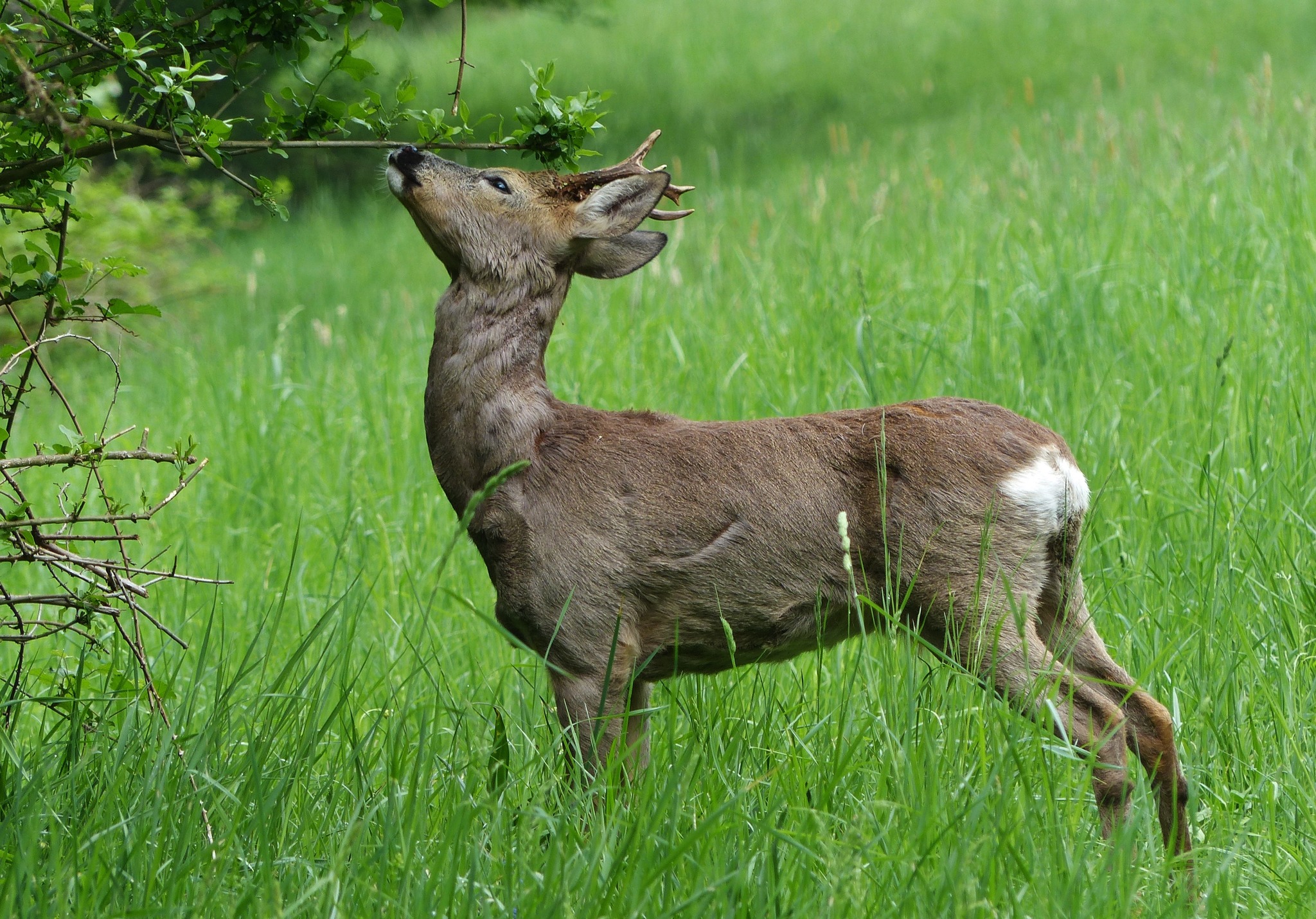 rehe auf den steinhofgründen - Neubau