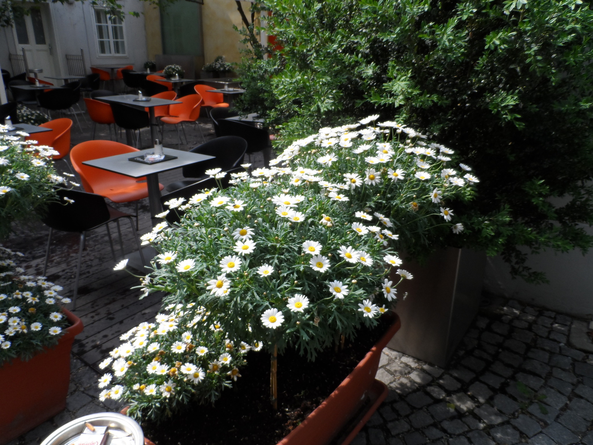 Margarite - die Blume von Margareten - Innere Stadt